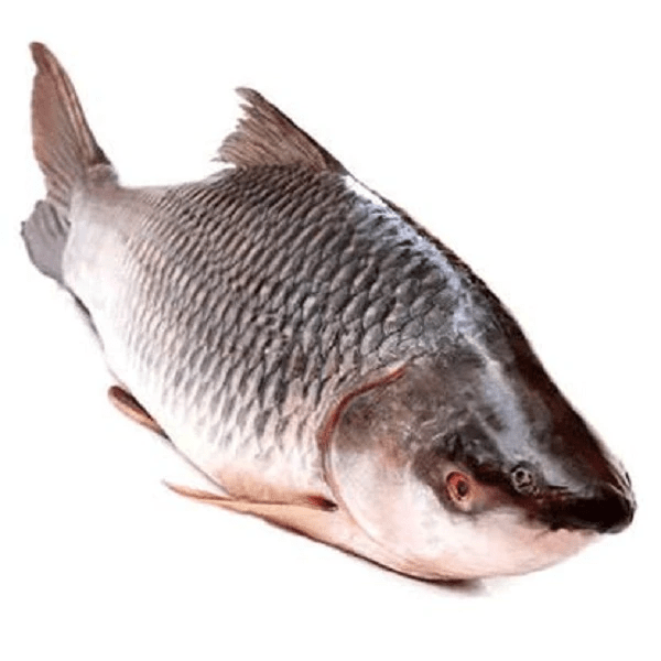 Katla Fish - 3 Kg Plus/Kg - O' Natural