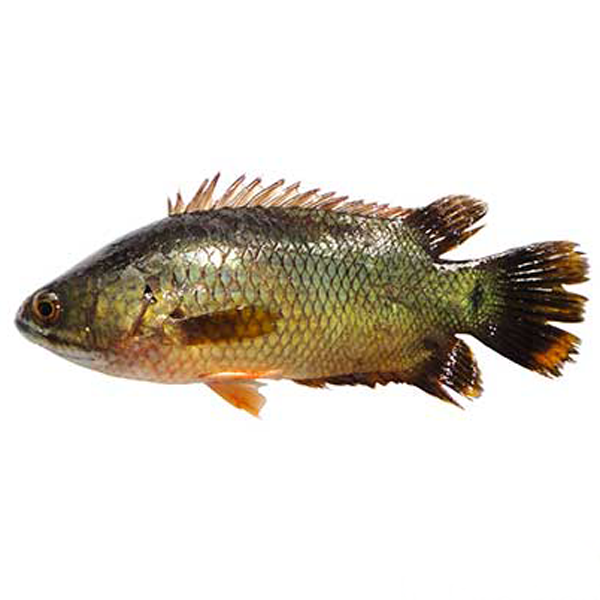 Deshi Koi Fish - দেশি কৈ মাছ (Live) - O'Natural/Kg - ONatural