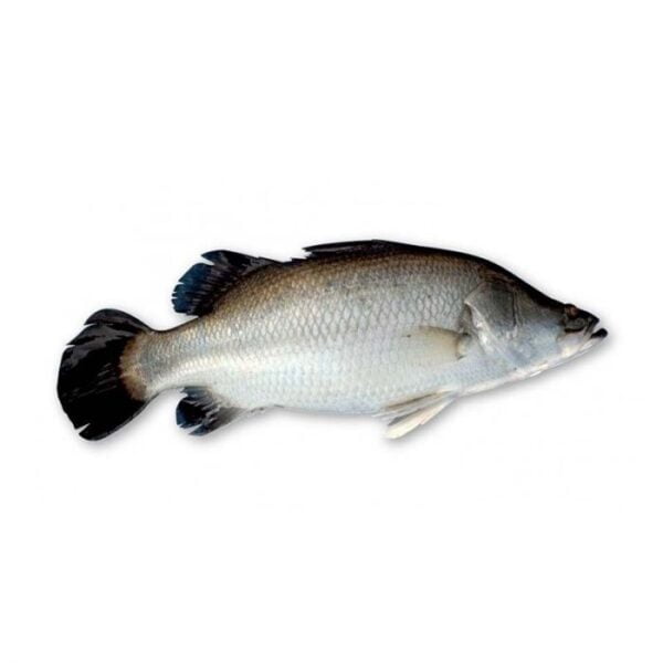 Koral Fish (Medium)/Kg - O' Natural